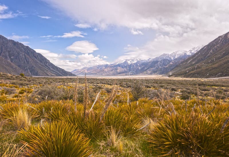 Gletscher Geschnitztes Tal Mit Eingeborenen Anlagen Stockbild - Bild ...