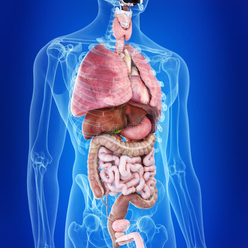 Gli organi umani illustrazione di stock. Illustrazione di medico ...