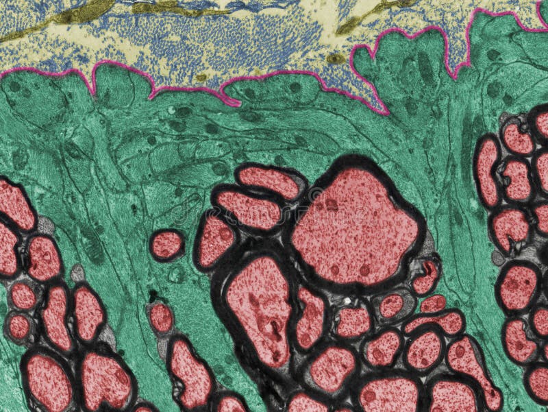Glial limiting membrane stock photo. Image of false - 230453238