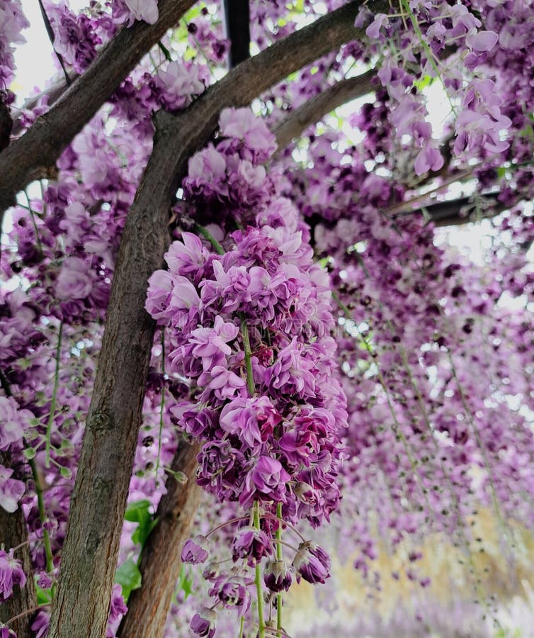 Floare Primavara Stock Photos - Free & Royalty-Free Stock Photos from ...