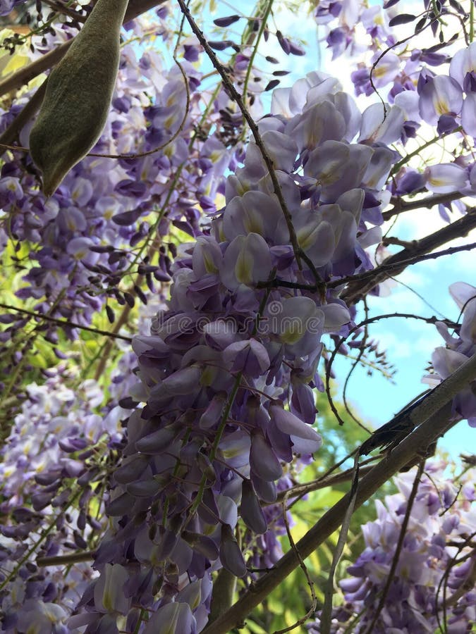 Api Flowers Stock Photos - Free & Royalty-Free Stock Photos from Dreamstime