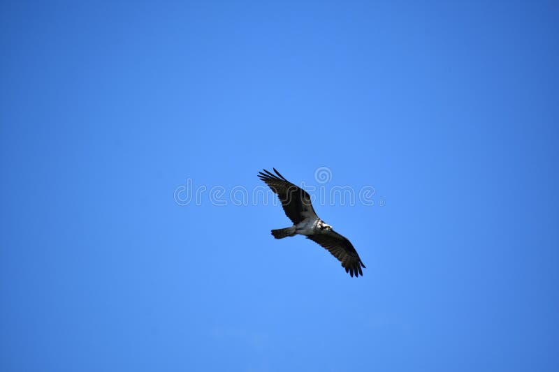 Gliding Fish Hawk in Blue Skies Over Maine Stock Image - Image of ...
