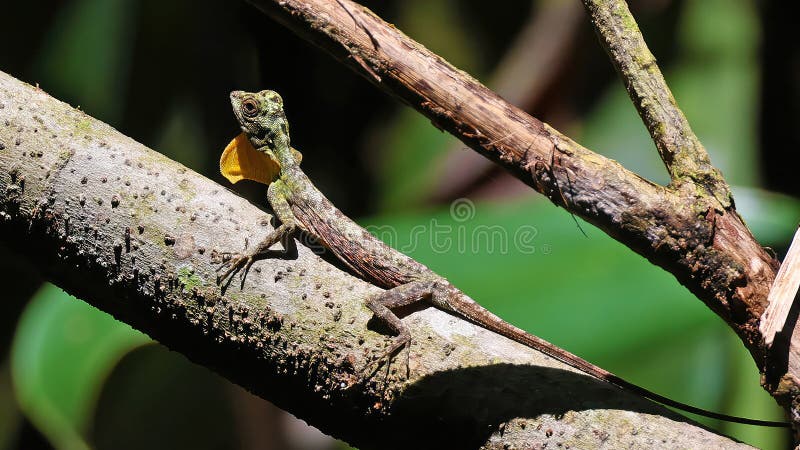 Gliding Lizard of Sulawesi, Indonesia Stock Image - Image of animals ...