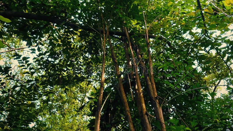 Gliding Under Rainforest Plants and Trees Stock Footage - Video of ...