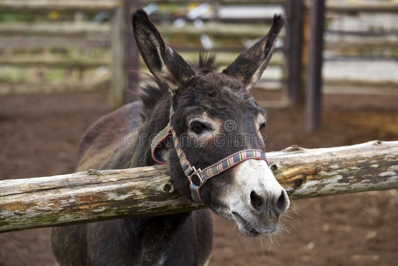 Glimlach van een ezel stock foto. Image of last, achterste - 54305474