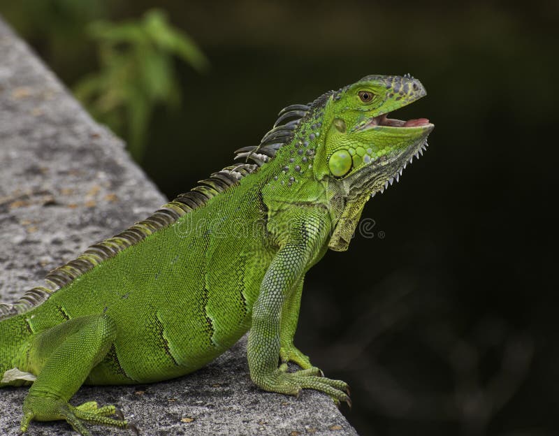 Glimlachende Groene Leguaan Stock Afbeelding - Image of stellen, nave ...
