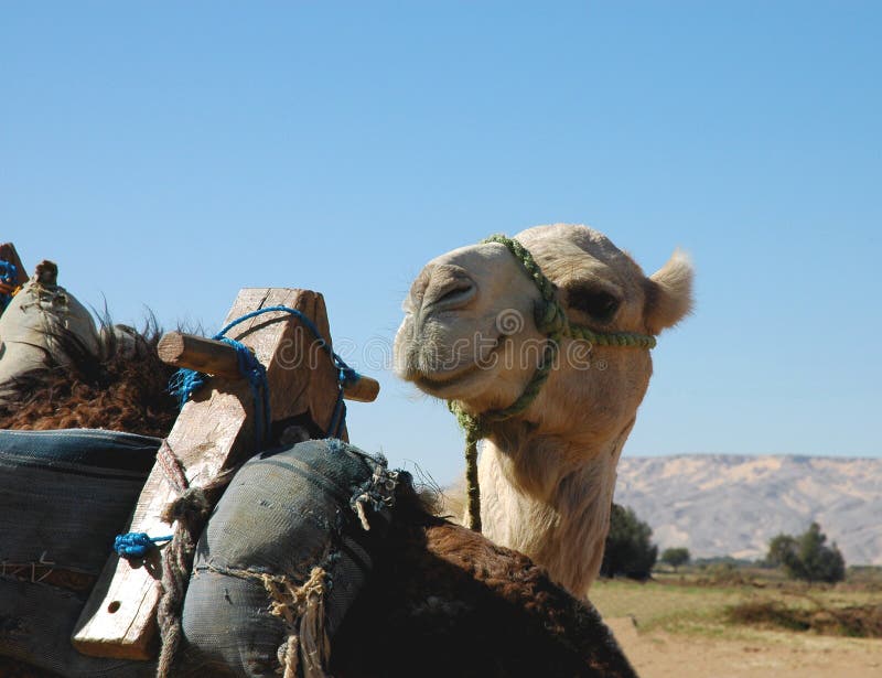 Het Berijden Van Een Kameel Stock Foto - Image of rijden, kameel: 27373608