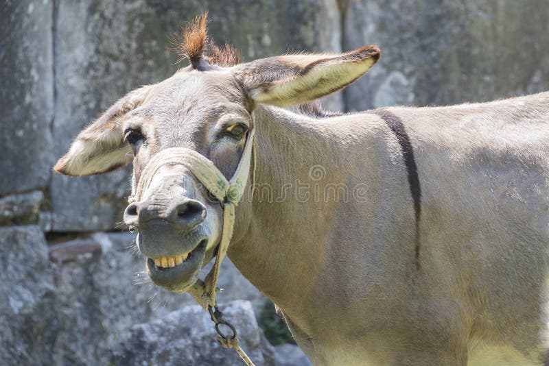 Glimlachende muilezel stock foto. Image of laughing, uitdrukking - 34269666