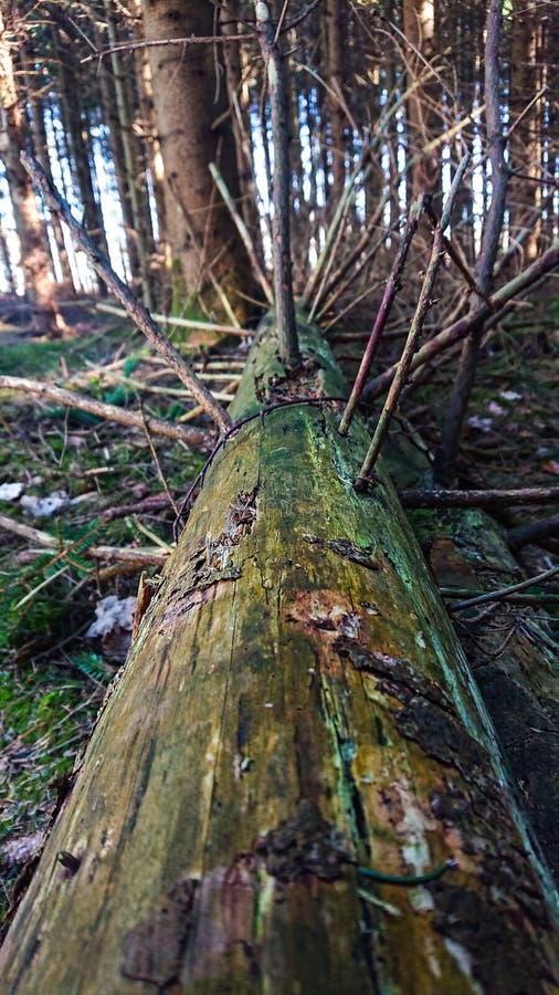 A Glimpse into the Complexities of a Pine Tree Stock Image - Image of ...