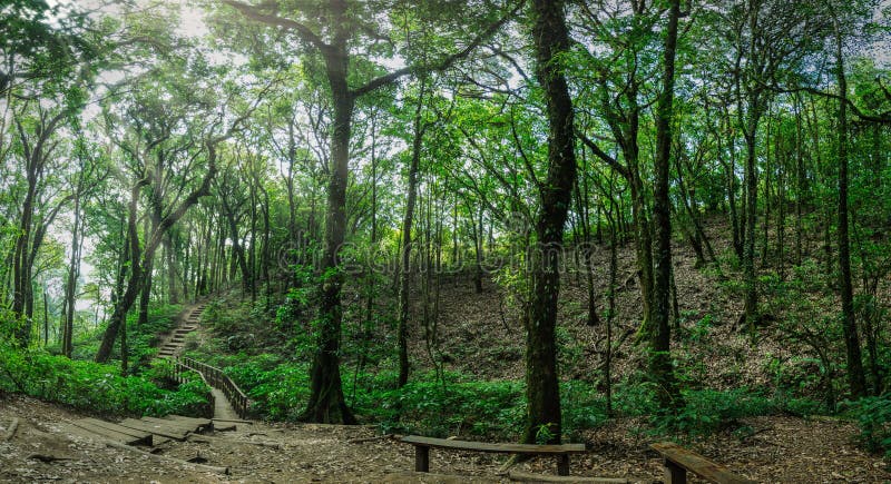 Glimpse of Sunlight Making Its Way To a Dense Forest with Leafy Tall ...