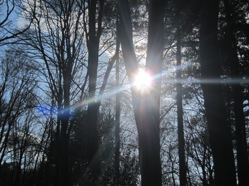 Glimpse of Sunlight through the Trees. Stock Image - Image of green ...