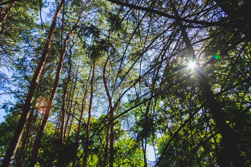 Glimpses of Sun through Dense Forest. Pine Forest in Sun S Rays Stock ...