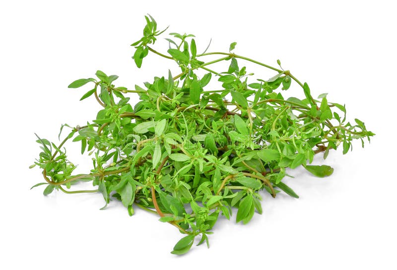 Glinus Oppositifolius & X28;L.& X29; on White Background. Stock Photo ...