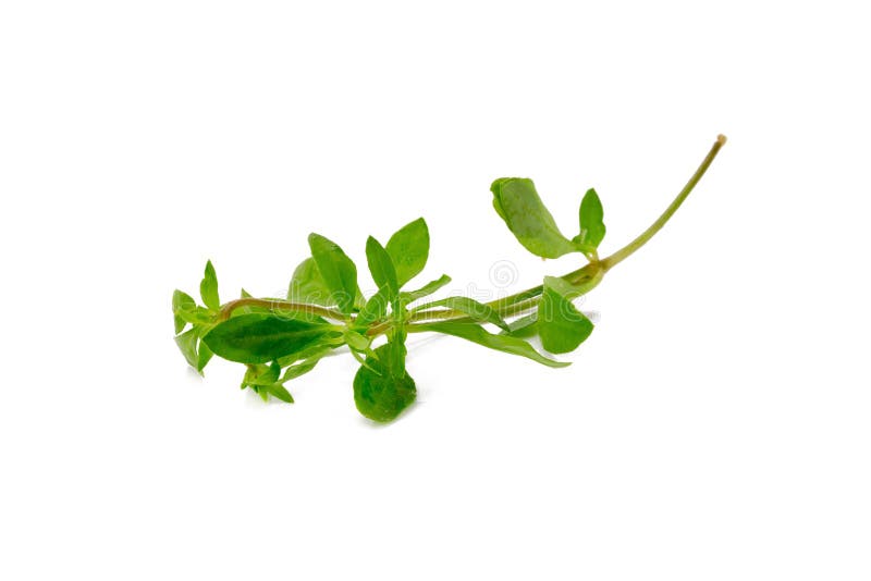 Glinus Oppositifolius & X28;L.& X29; Isolated on White Background ...