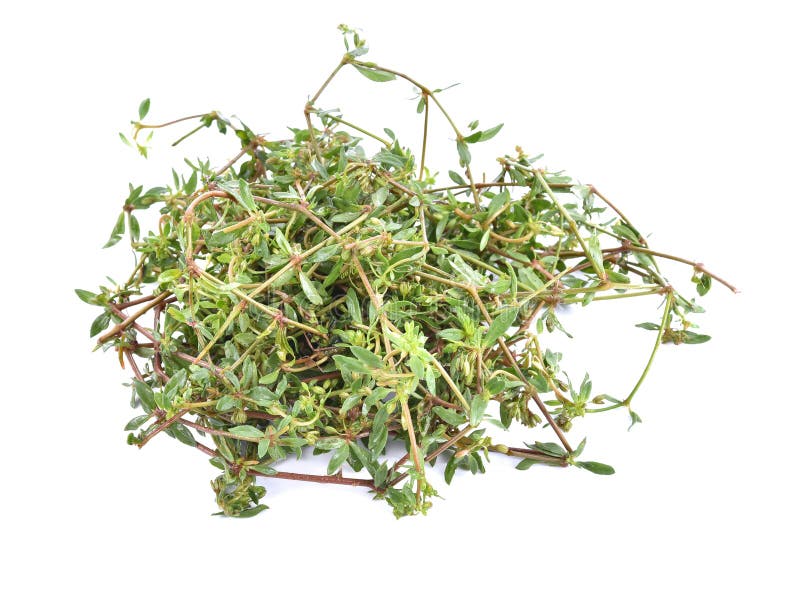 Glinus Oppositifolius (L.) on White Background Stock Photo - Image of ...