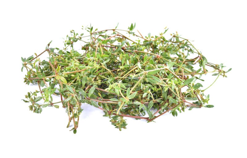 Glinus Oppositifolius (L.) on White Background Stock Image - Image of ...