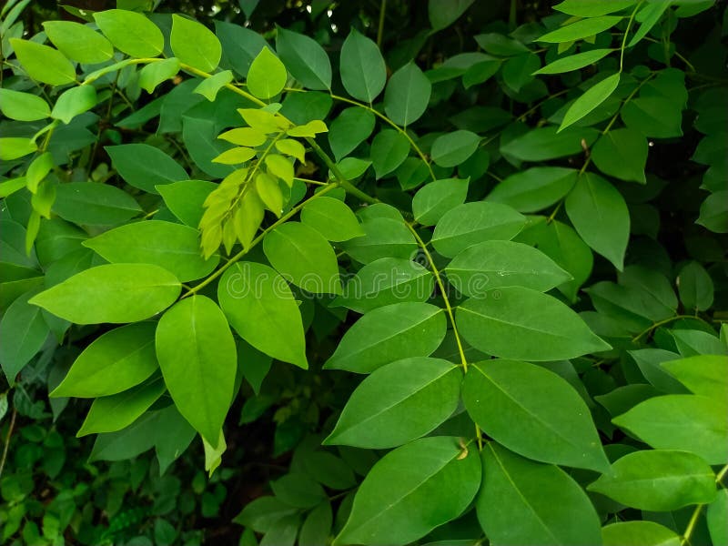 Gliricidia Sepium Green Leaves Stock Photo - Image of woodland, plant ...