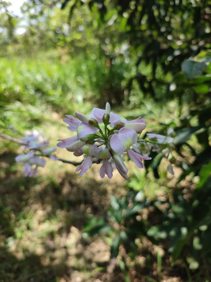Gliricidia sepium flower stock image. Image of plant - 251059157