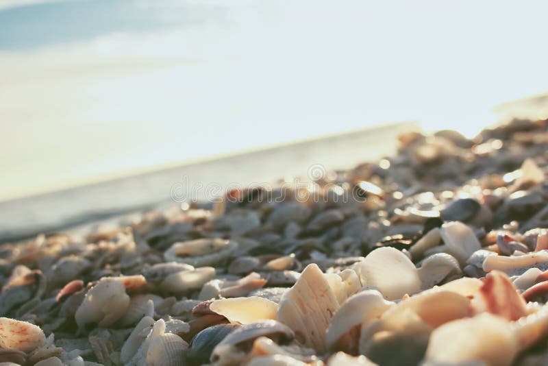 Landscape with Seashells on Tropical Beach Stock Photo - Image of ...