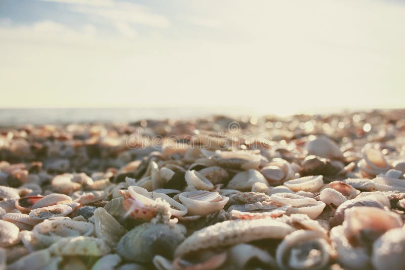 Landscape with Seashells on Tropical Beach Stock Photo - Image of ...