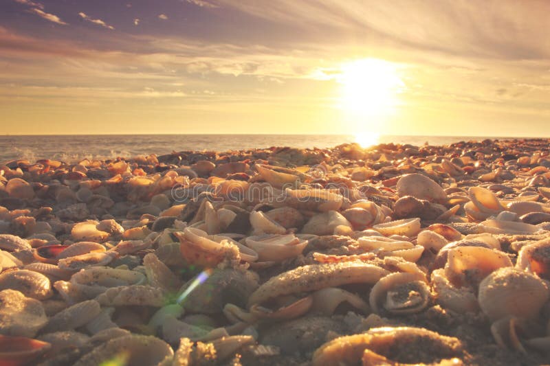 Landscape with Seashells on Tropical Beach Stock Photo - Image of ...