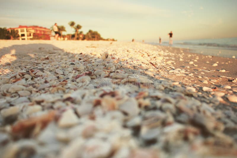 Landscape with Seashells on Tropical Beach Stock Photo - Image of ...