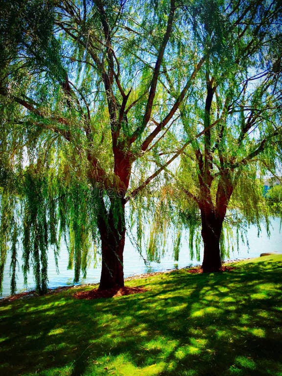 Glistening Trees stock photo. Image of willows, trees - 71597478