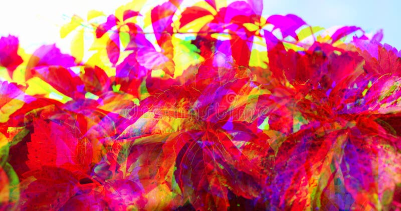 Glitch Effect. Autumn Bush Red Leaves on White Background Banner Stock ...