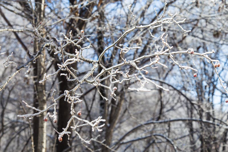 Glittering and Translucent Crystal Branches Stock Image - Image of snow ...