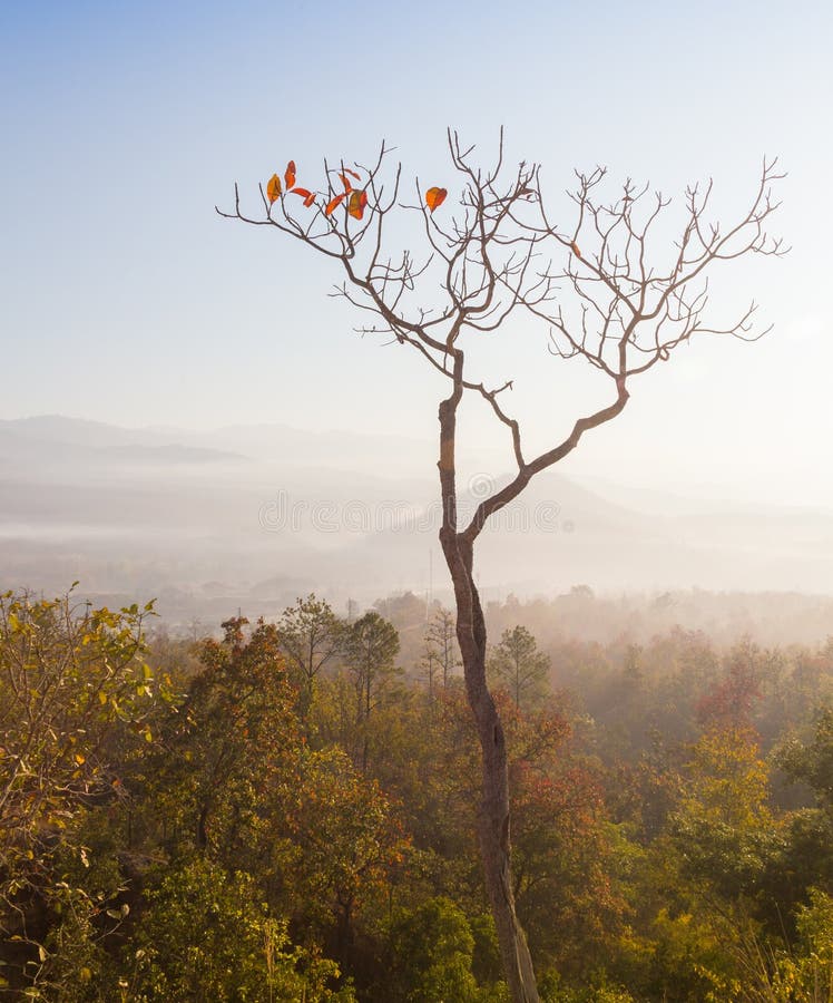 Global Warming Concept. Lonely Dead Tree Under Dramatic Evening Sunset ...
