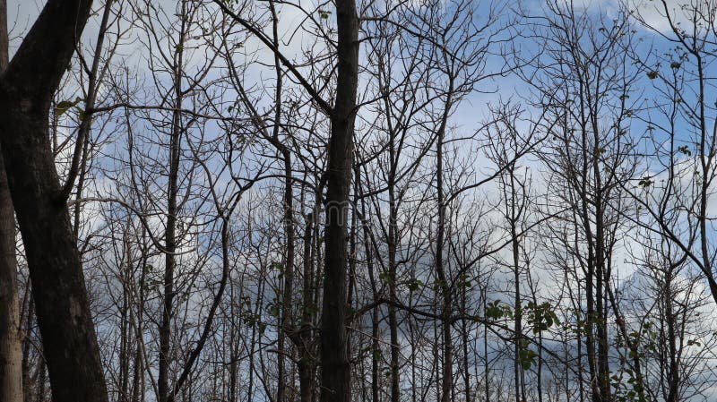 Global Warming, Dry Trees. Forest Fires. the Branches of the Trees Dry ...