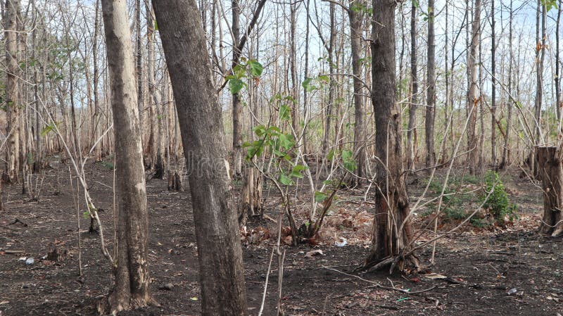 Global Warming, Dry Trees. Forest Fires. the Branches of the Trees Dry ...