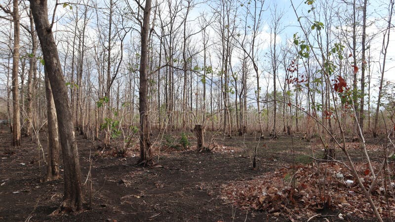 Global Warming, Dry Trees. Forest Fires. the Branches of the Trees Dry ...