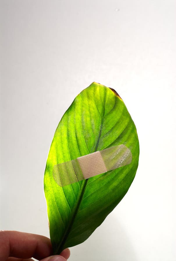 Global Warming Leaf Bandaged Picture. Image: 4996947