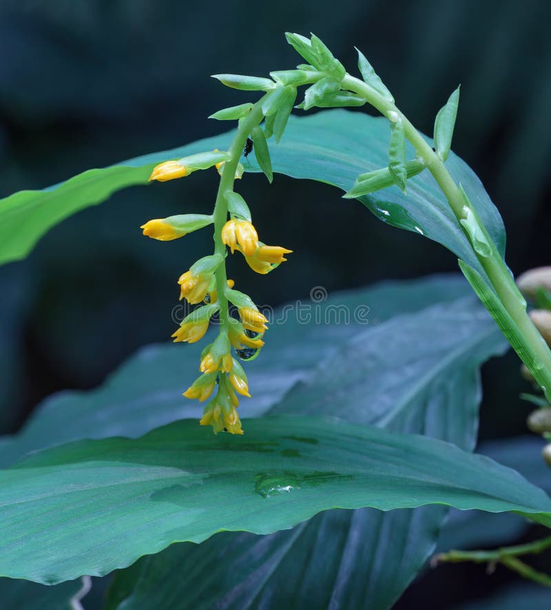 Globba racemosa Sm. stock image. Image of light, green - 333494789