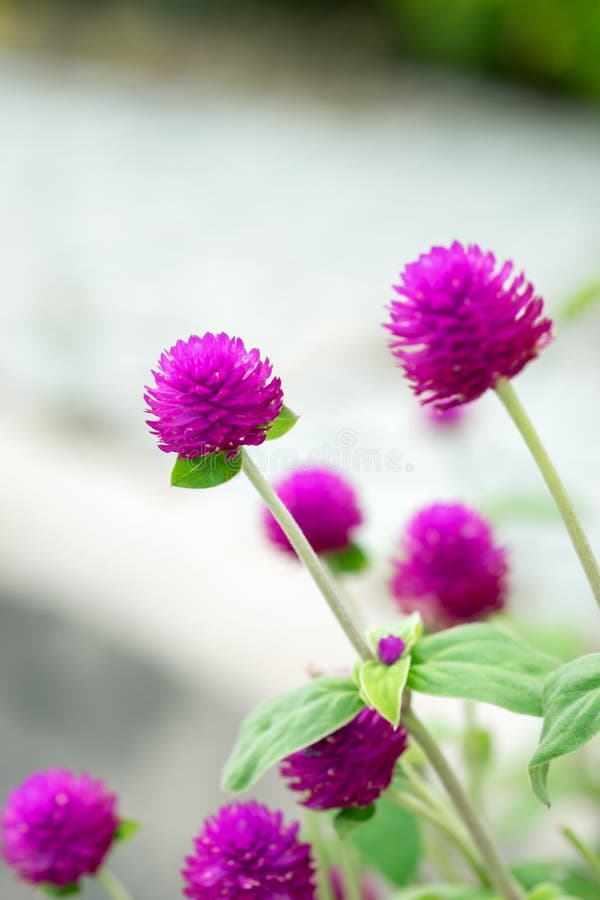 Globe Amaranth,Bachelor Button, Close Up Purple Violet Flower Stock ...