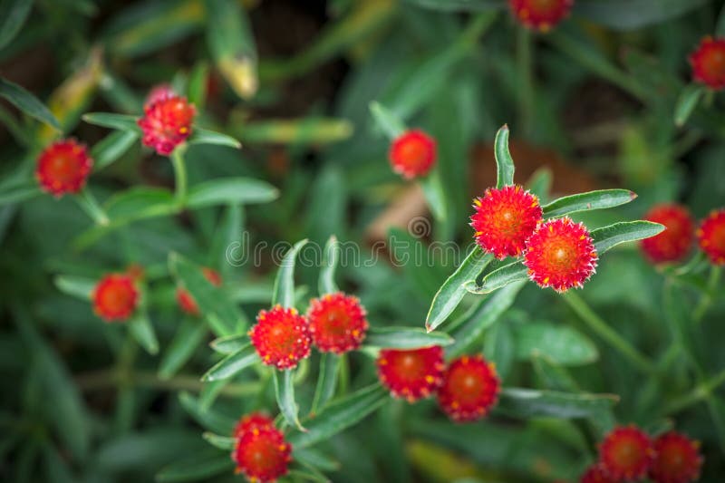 Globe Amaranth or Bachelor Button Flower Blooming in Garden, Flower ...
