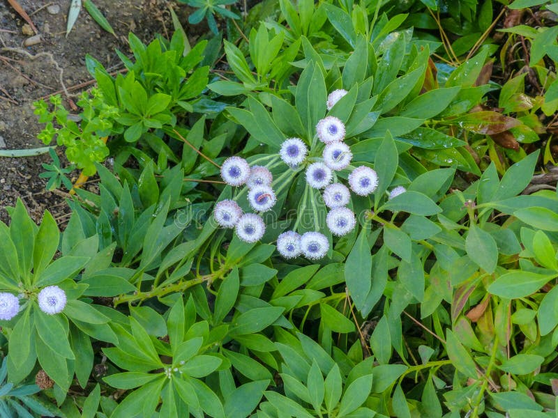 Globe Daisy stock image. Image of nature, lavender, globe - 97383525