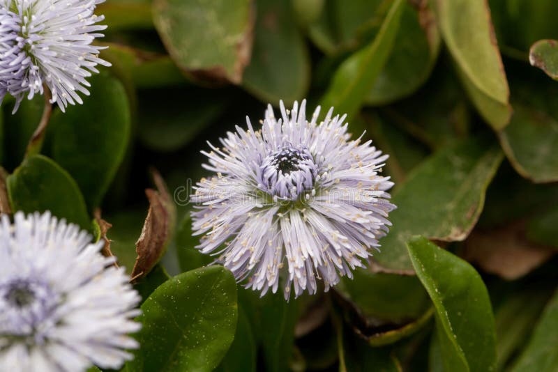 The Globe Daisy, Globularia Nudicaulis Stock Photo - Image of closeup ...