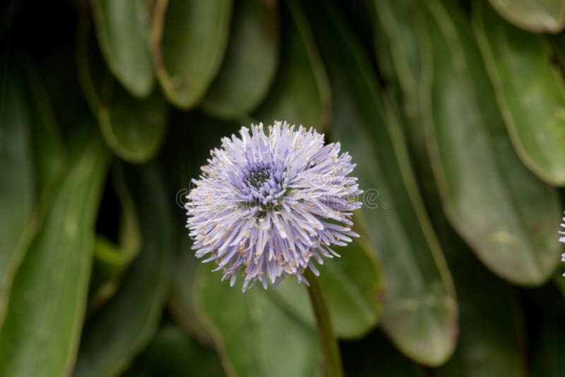 The Globe Daisy, Globularia Nudicaulis Stock Image - Image of field ...