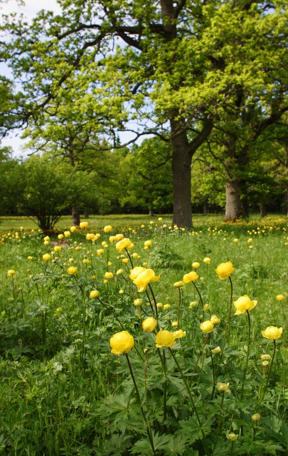 Globe flower stock image. Image of europaeus, land, lots - 1945661