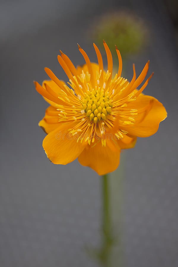 Globe Flower - Golden Queen Stock Photo - Image of gardening, globe ...