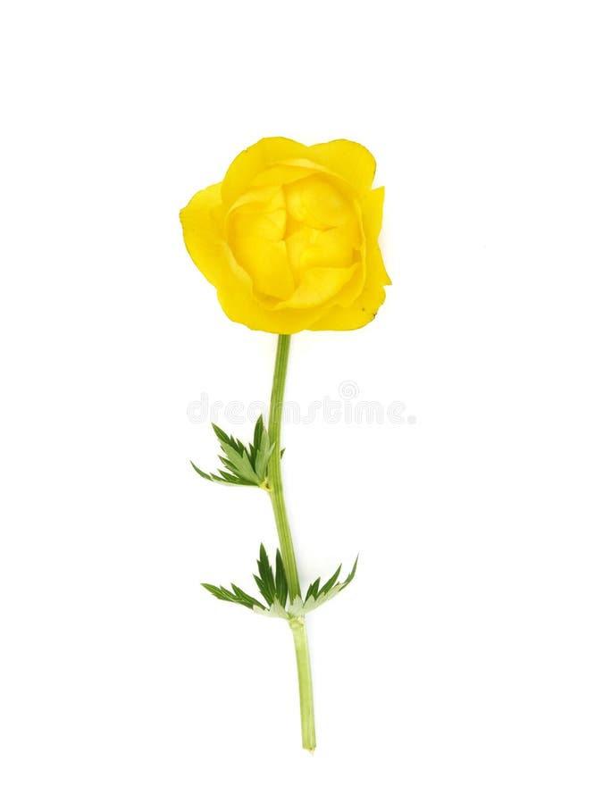Trollius Europaeus Flowers in the Rain Stock Photo - Image of organic ...