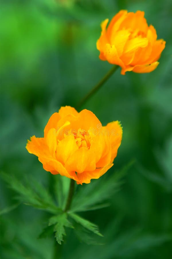 Globe-flowers stock image. Image of selective, decoration - 9719079