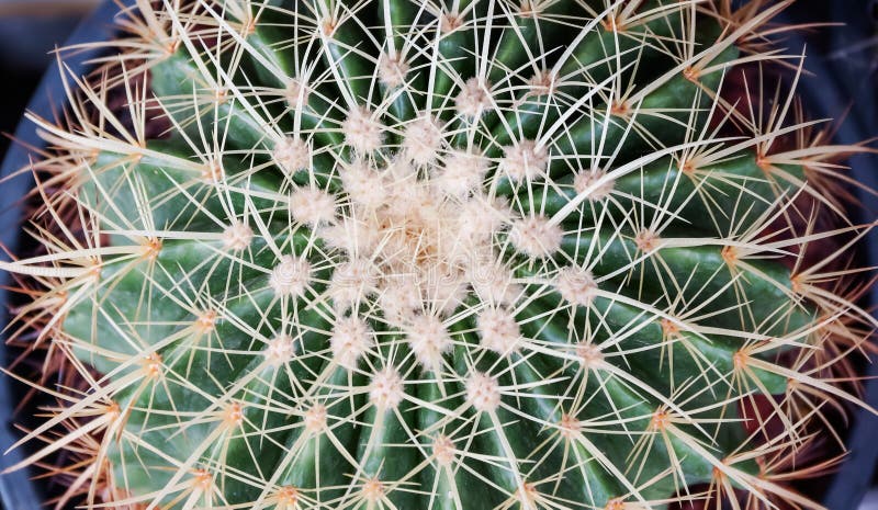 Globe shaped cactus stock image. Image of botanical, beauty - 62791585
