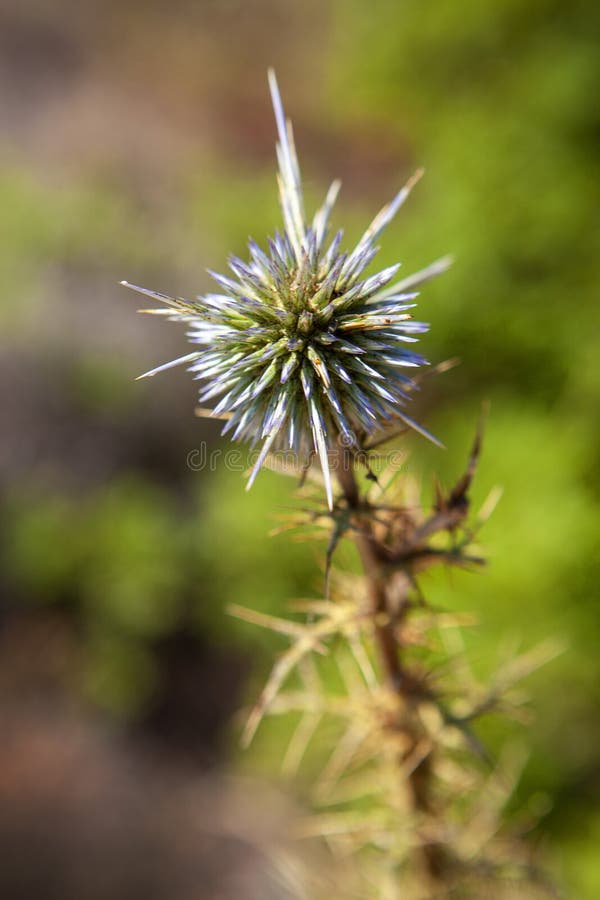 Globe thistle stock image. Image of beautiful, floral - 183196947