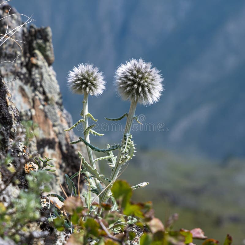 Globe-thistle or Echinops Sphaerocephalus Close-up Stock Image - Image ...