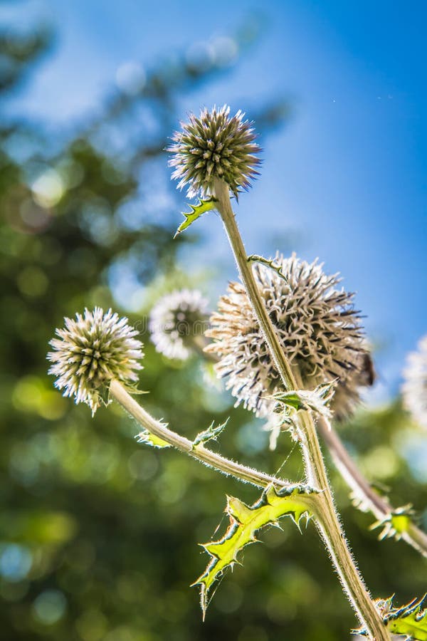 Globe Thistle stock image. Image of macro, beauty, nature - 173491233