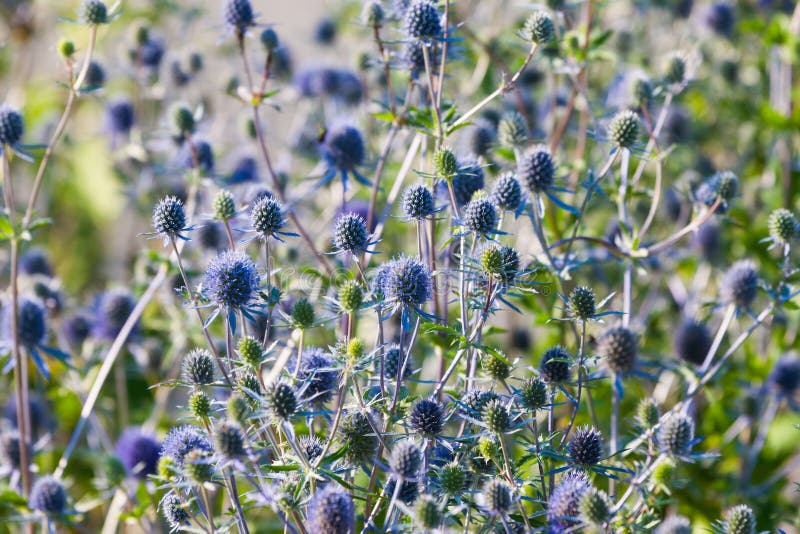 The Globe Thistle, Veitch S Blue (Echinops Ritro) Stock Image - Image ...