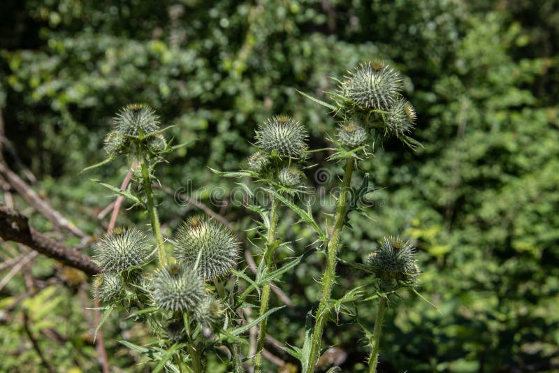 Spiky Weeds Stock Photos - Free & Royalty-Free Stock Photos from Dreamstime
